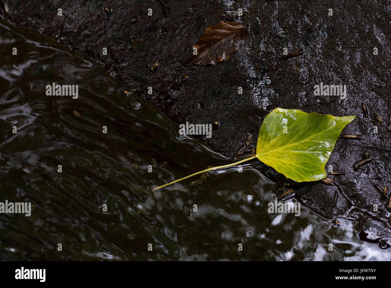 A small fallen leaf Stock Photo - Alamy