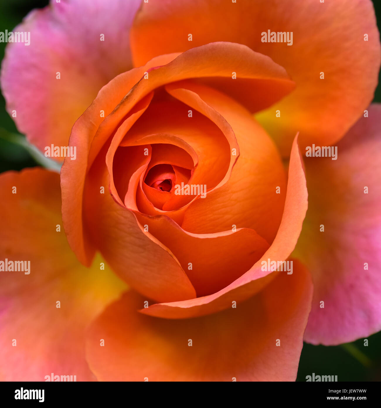 Fine art rose hi-res stock photography and images - Alamy