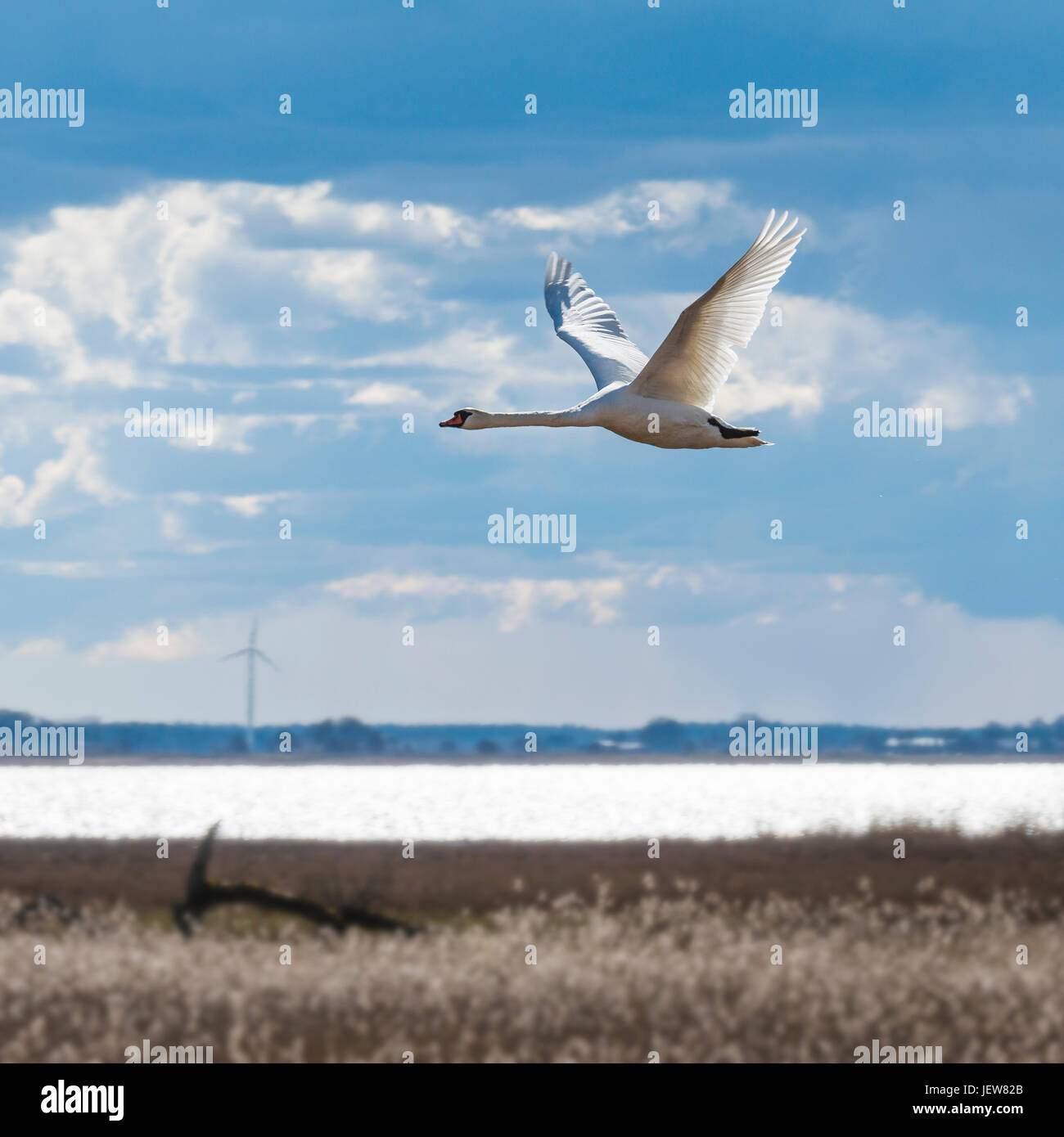 Swan in flight Stock Photo - Alamy