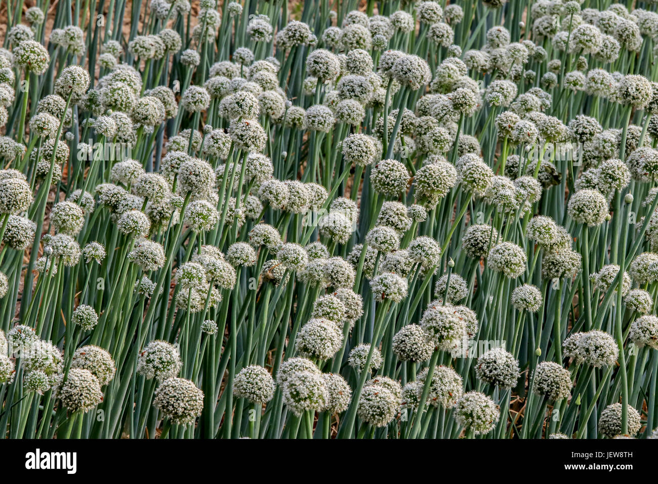 Field of blooming onions,, Languedoc, France Stock Photo - Alamy