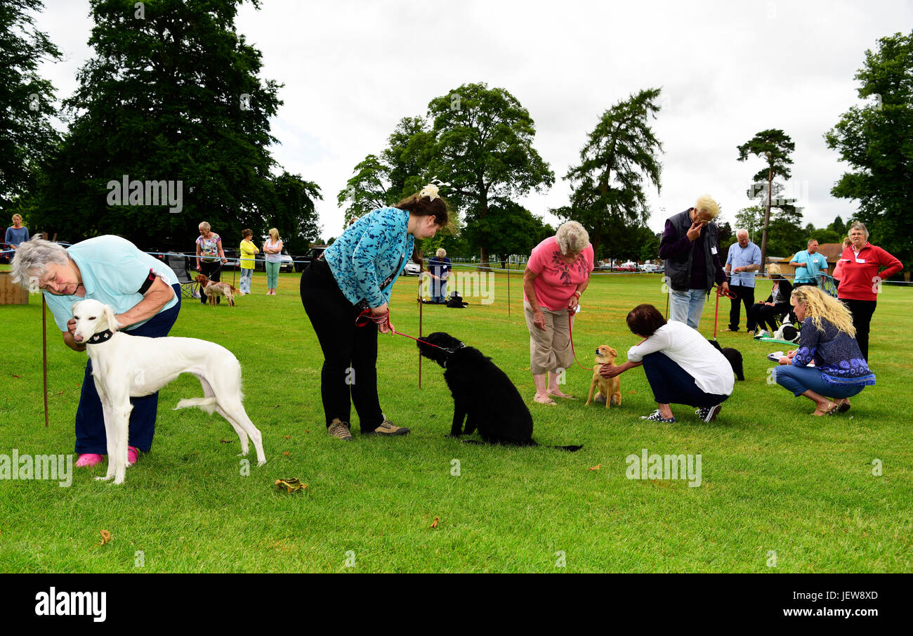Judging dogs hi-res stock photography and images - Alamy