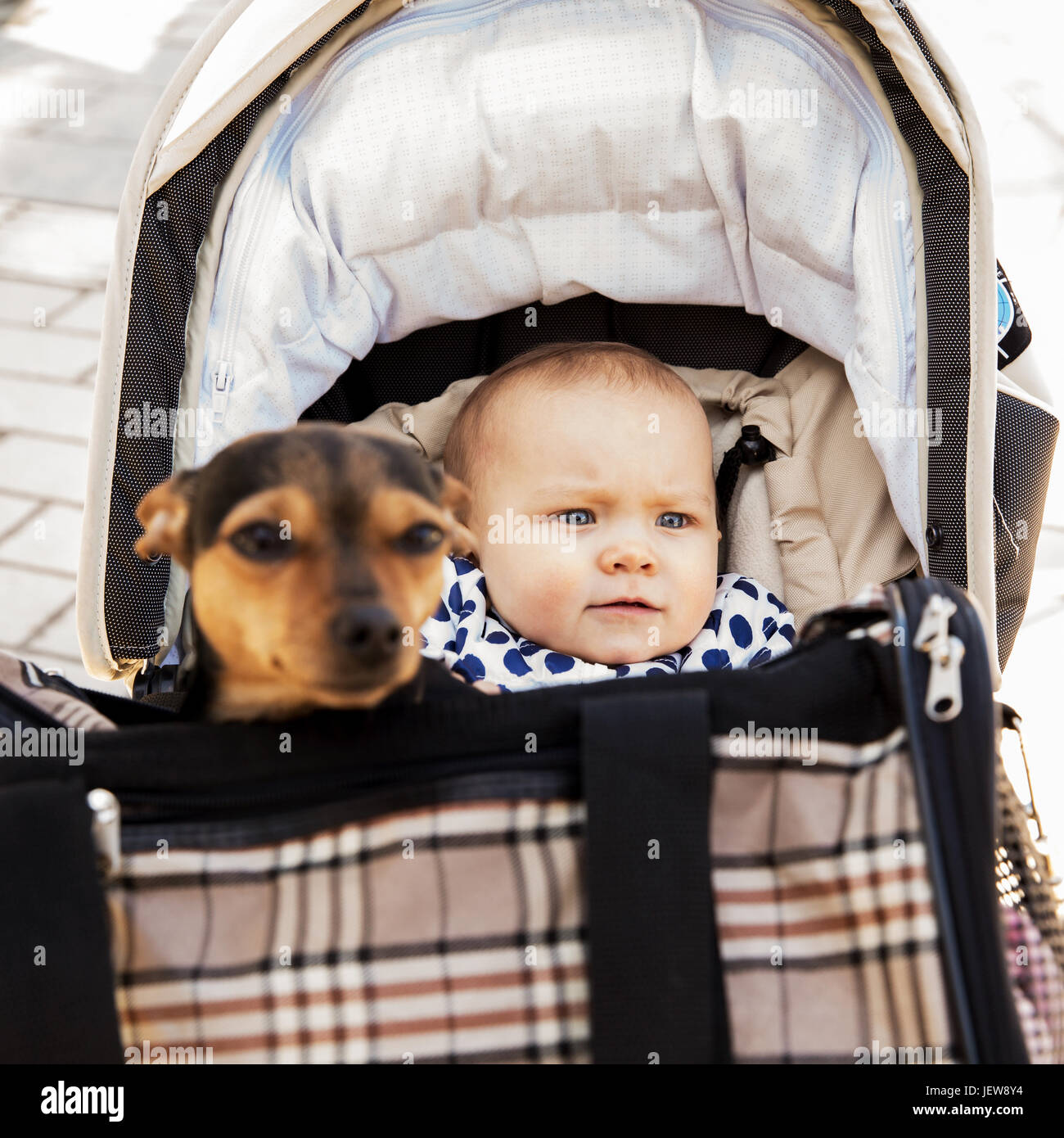 Pram and dog hi-res stock photography and images - Alamy