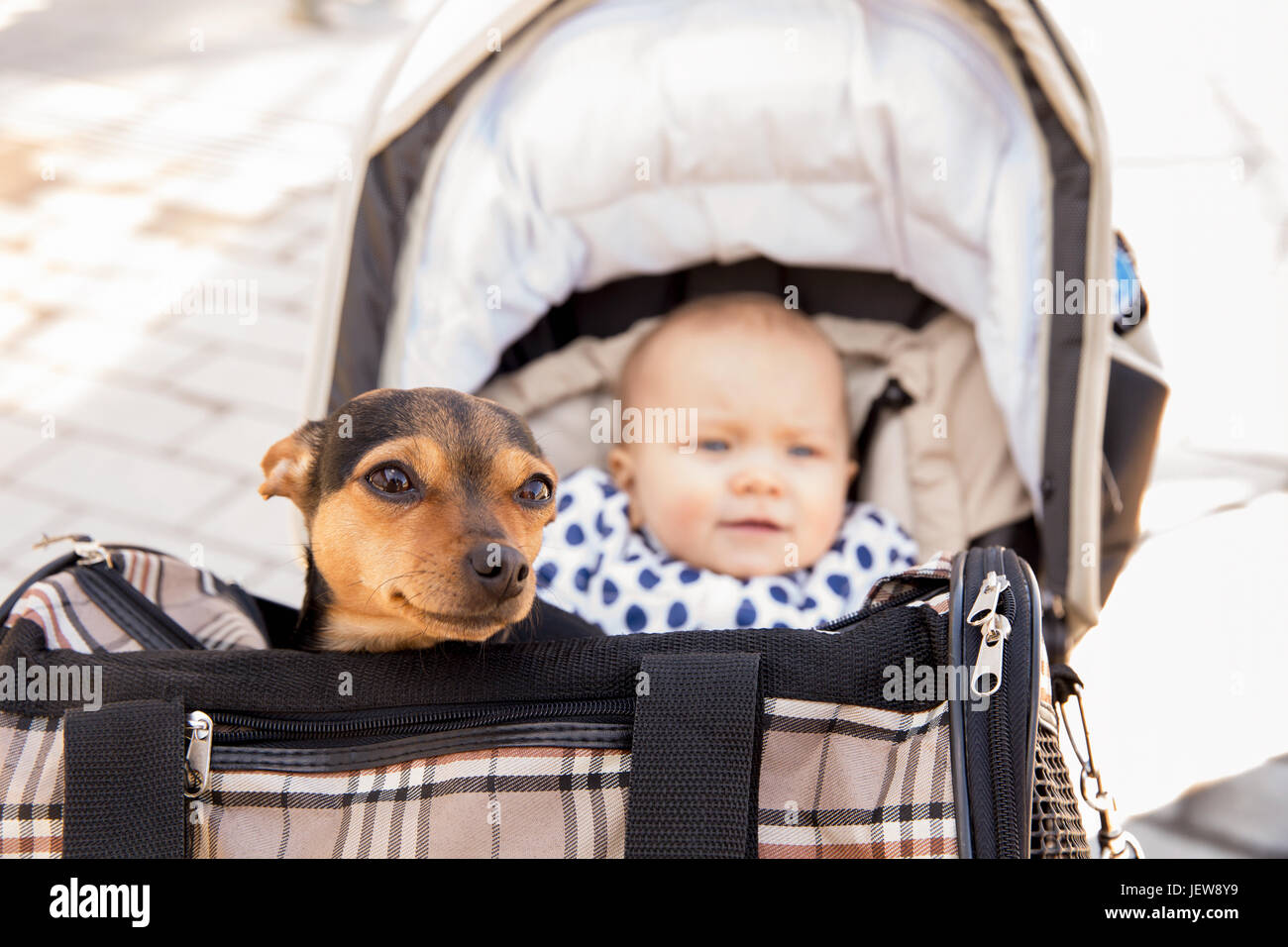 Dog in carrier, baby in pram on background Stock Photo - Alamy