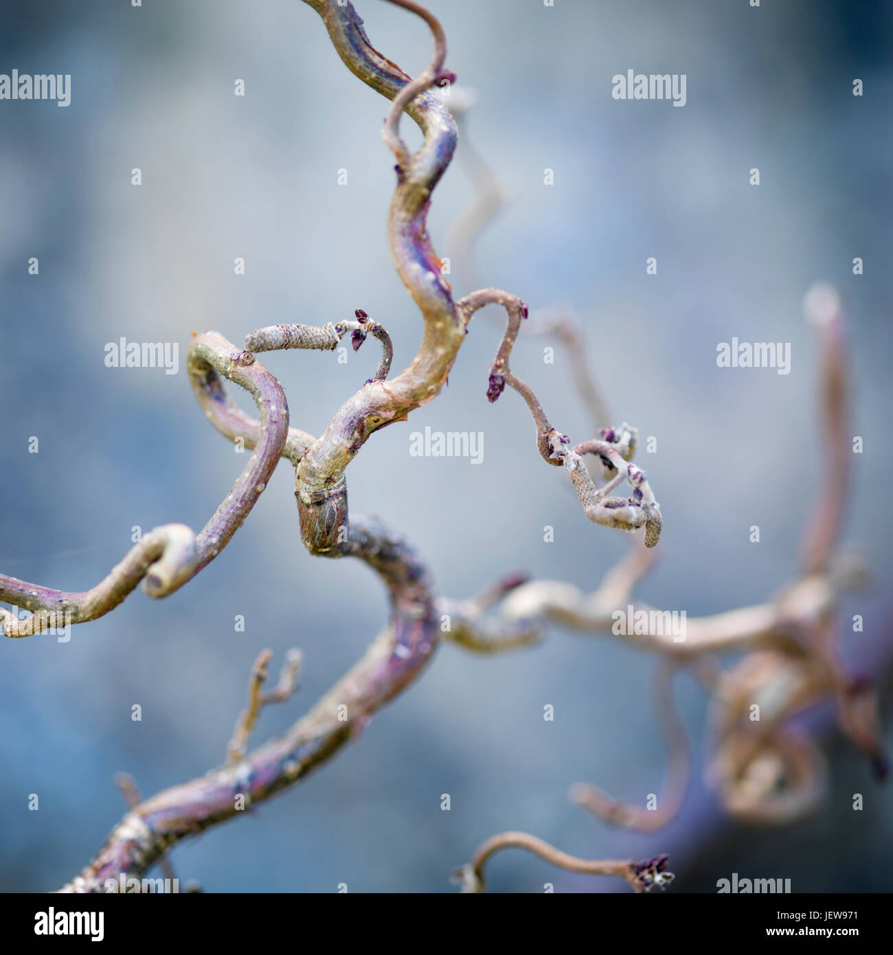 Twisted twig, close-up Stock Photo - Alamy