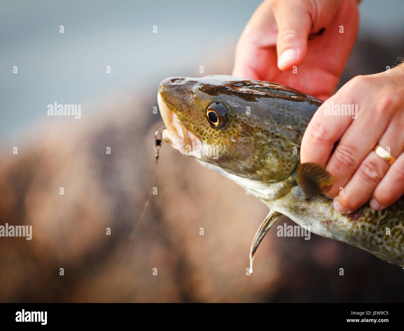 Hands holding fish Stock Photo - Alamy