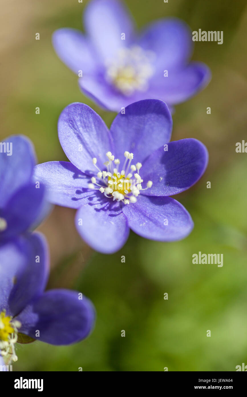 Blue flowers, close-up Stock Photo - Alamy