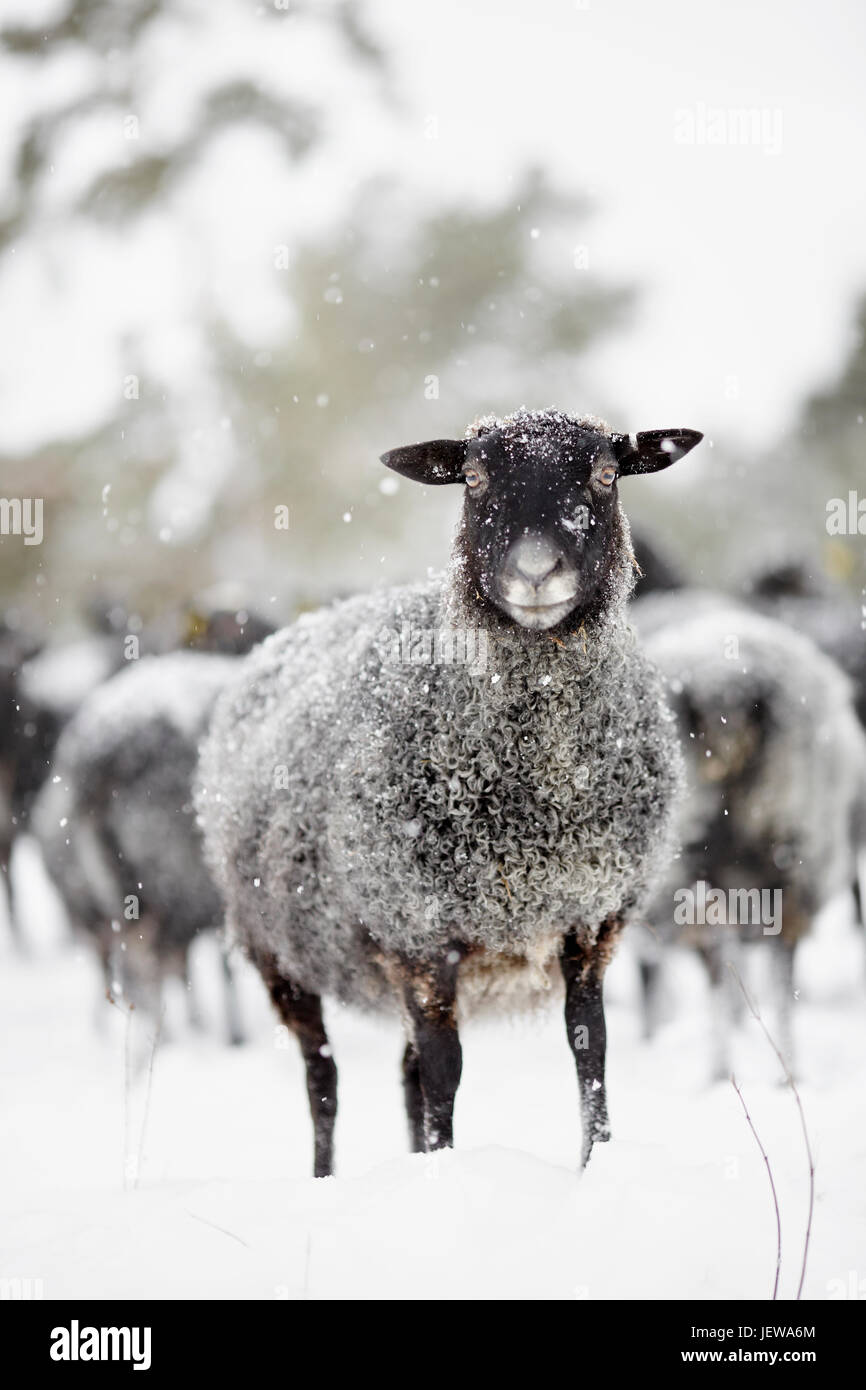 Sheep at winter Stock Photo - Alamy