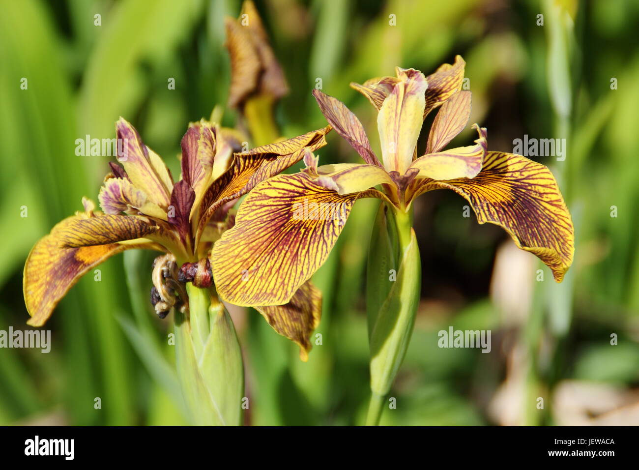 Close up siberian iris iris sibirica hi-res stock photography and ...