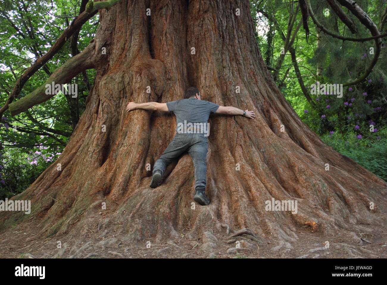 Redwood tree uk hi-res stock photography and images - Alamy