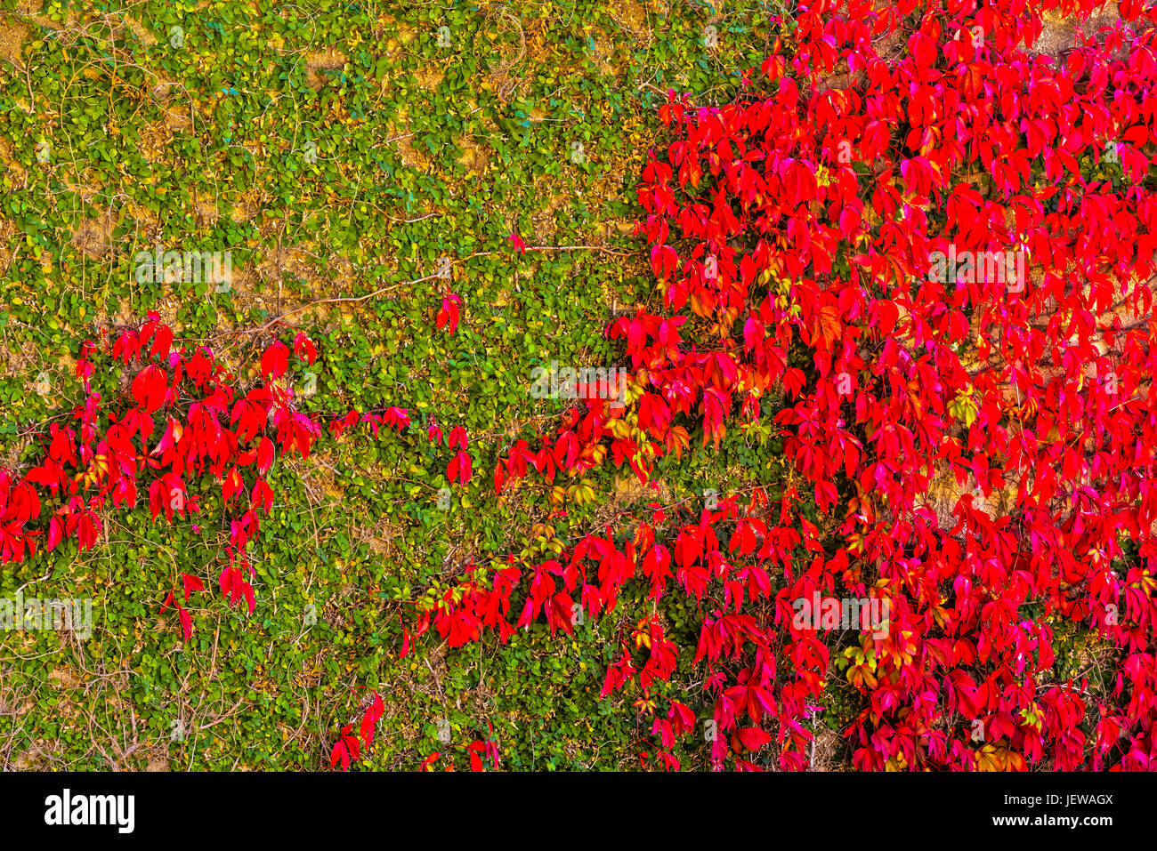 Creeping vines hi-res stock photography and images - Alamy