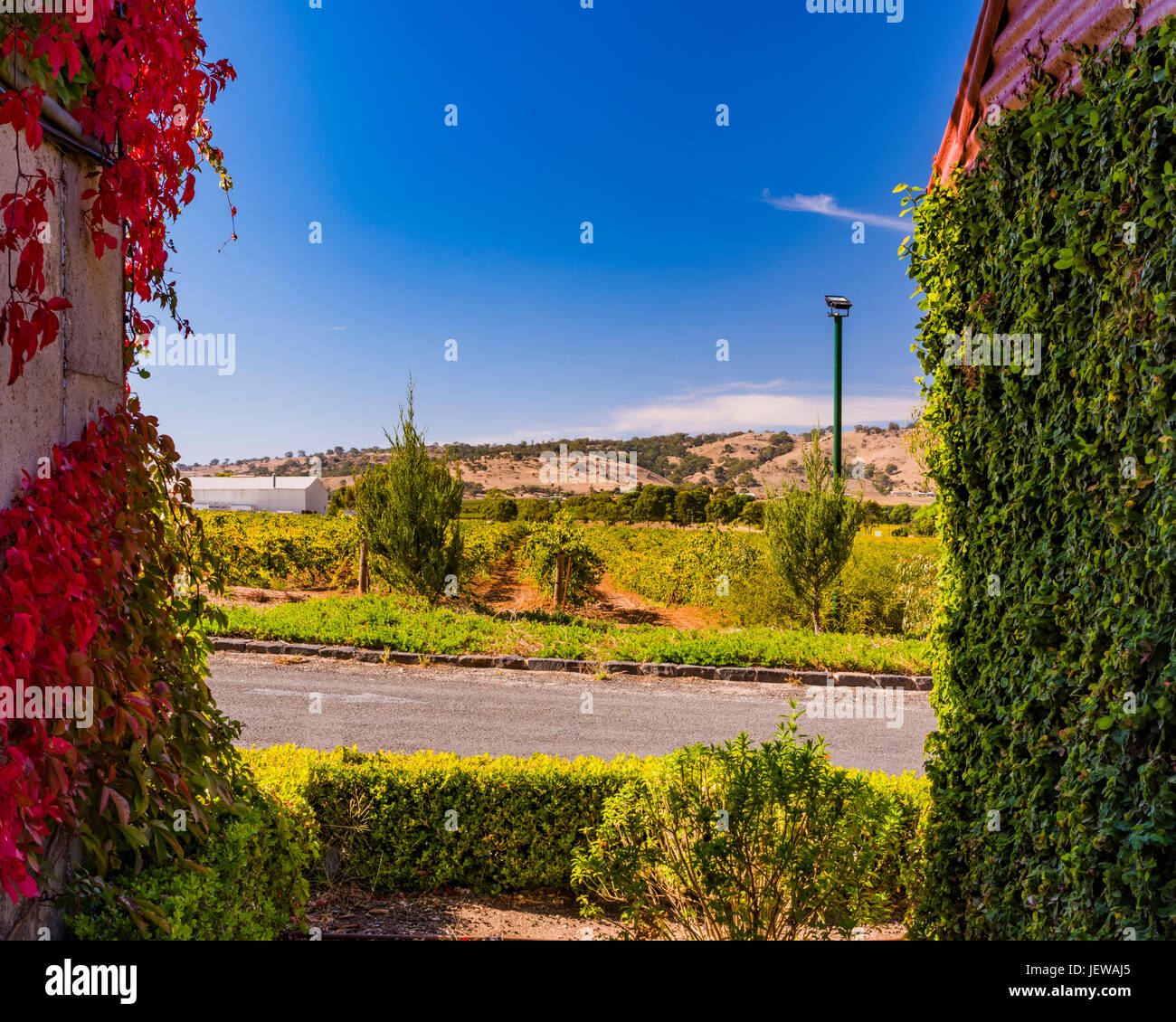 Creeping vines hi-res stock photography and images - Alamy