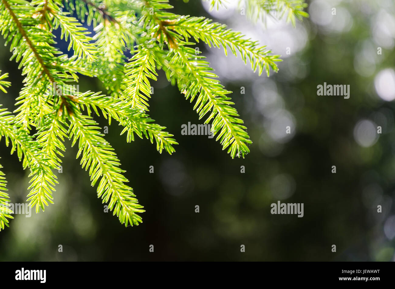Glowing backlit spruce tree twig close up Stock Photo - Alamy