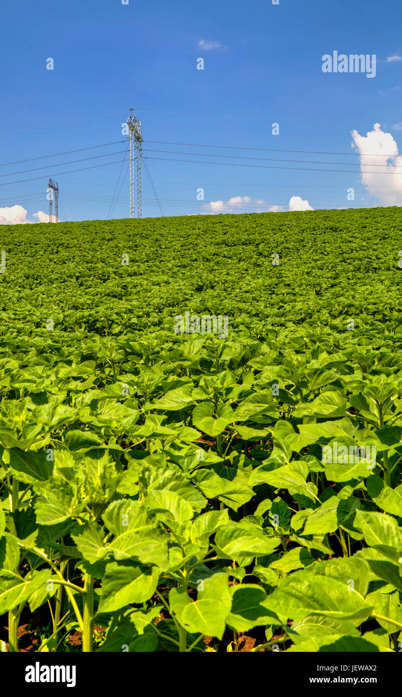 Beautiful landscape with high voltage electrical overhead line on fresh ...