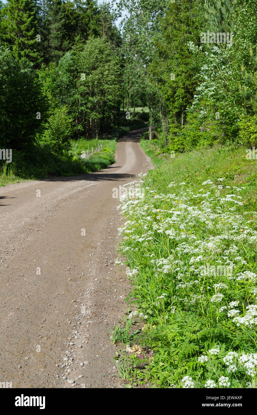 Beautiful country road in green and white colors by summer season Stock ...