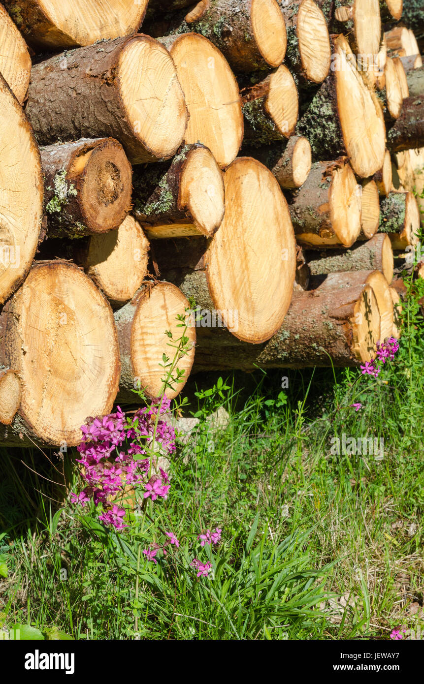 Timber stack with blossom purple flowers Stock Photo - Alamy