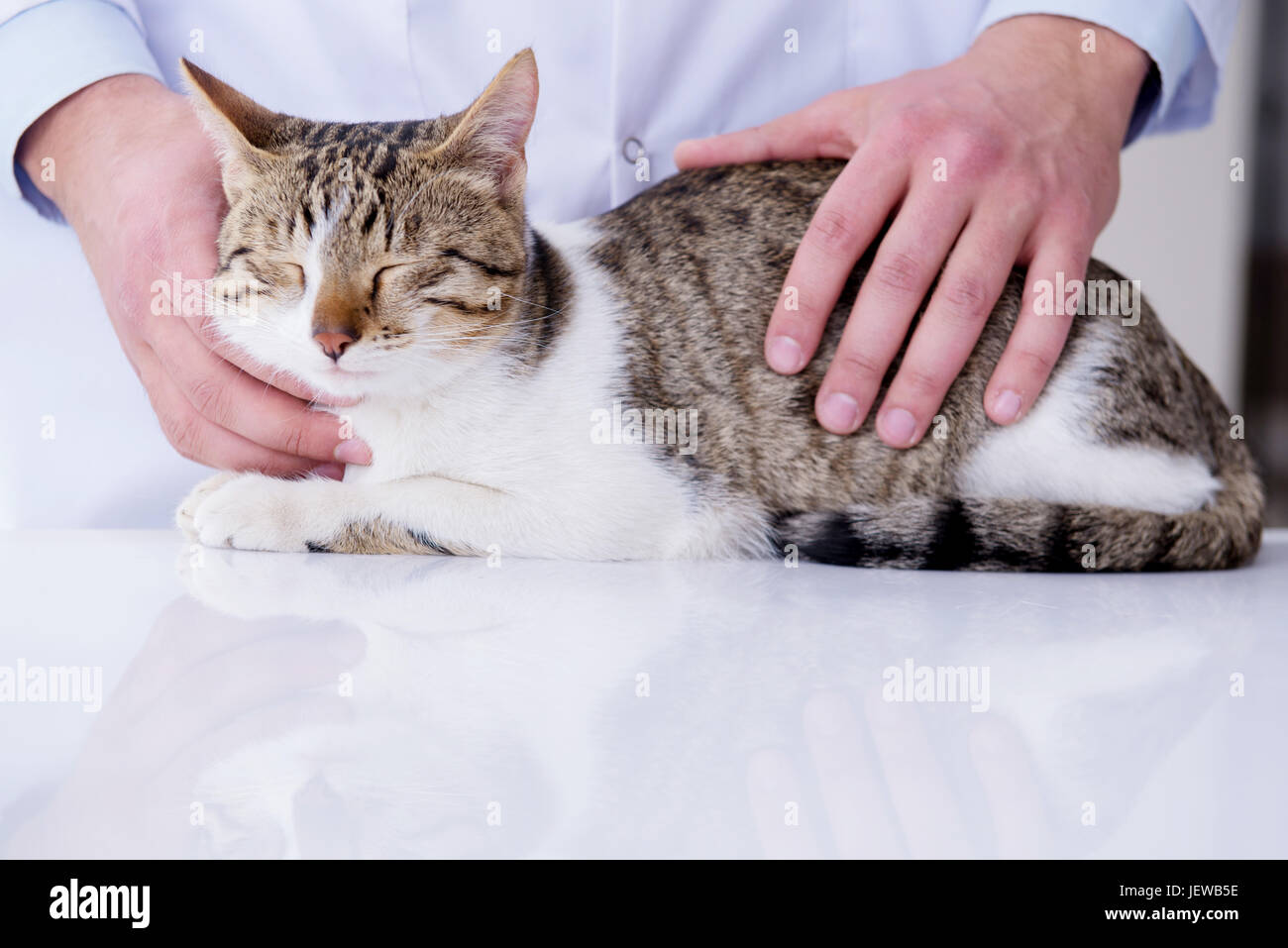 Cat visiting vet for regular check up Stock Photo - Alamy