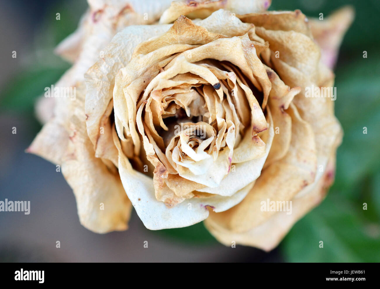 Withered Rose bud, top view Stock Photo - Alamy