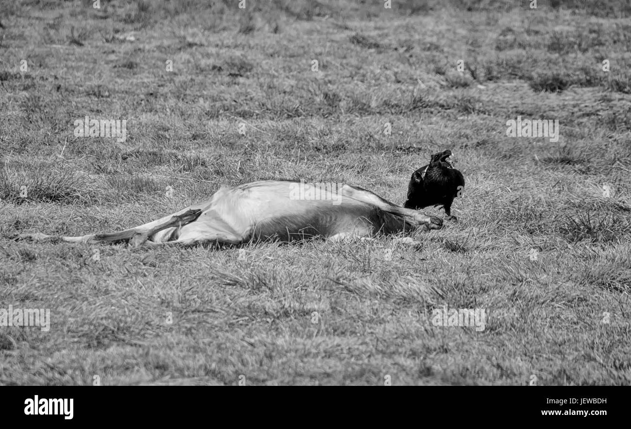 Raven eating carrion Black and White Stock Photos & Images - Alamy
