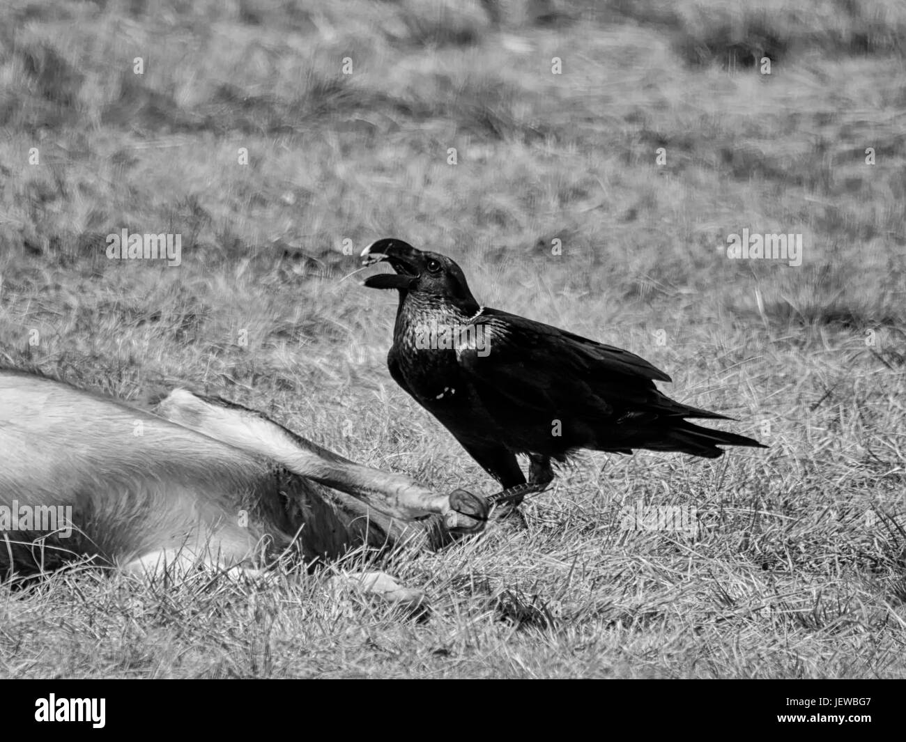 African white necked raven hi-res stock photography and images - Alamy