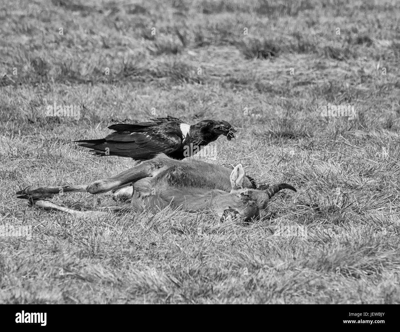 African white necked raven hi-res stock photography and images - Alamy