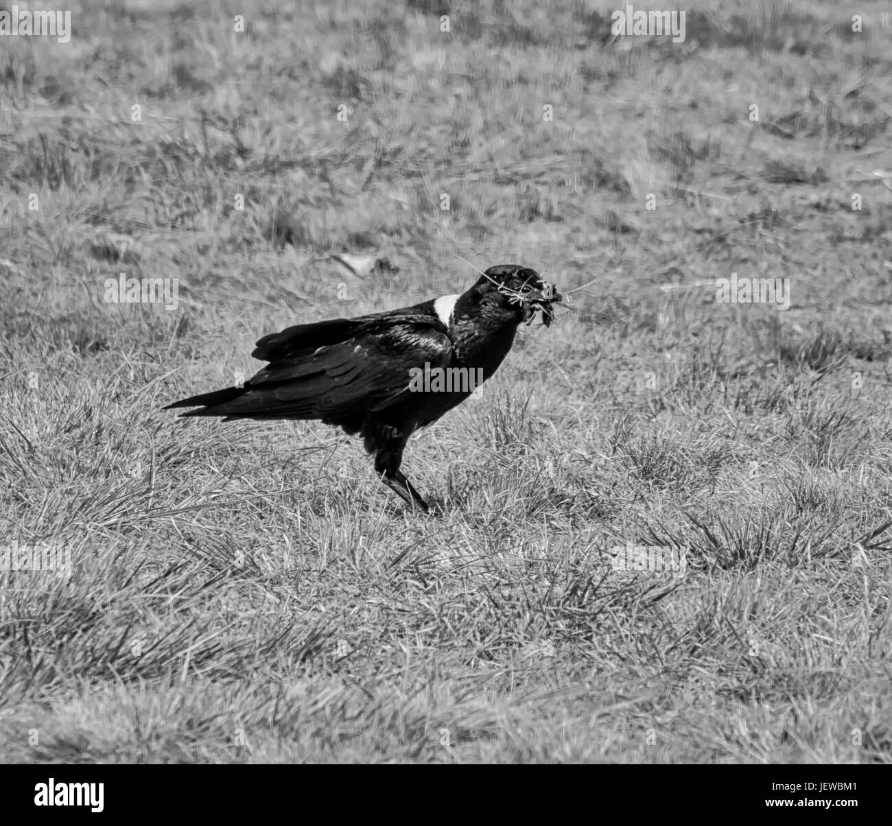 A White-necked Raven feeding on an antelope carcass in Southern African ...