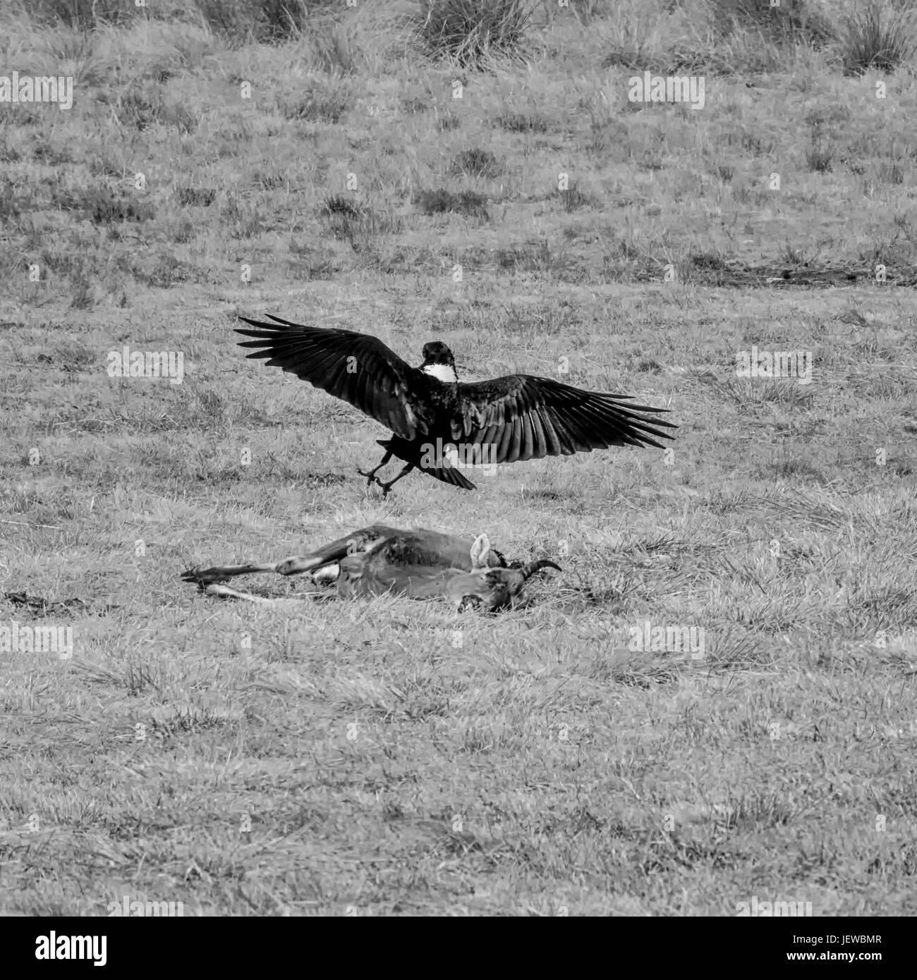 African White Necked Raven High Resolution Stock Photography and Images ...