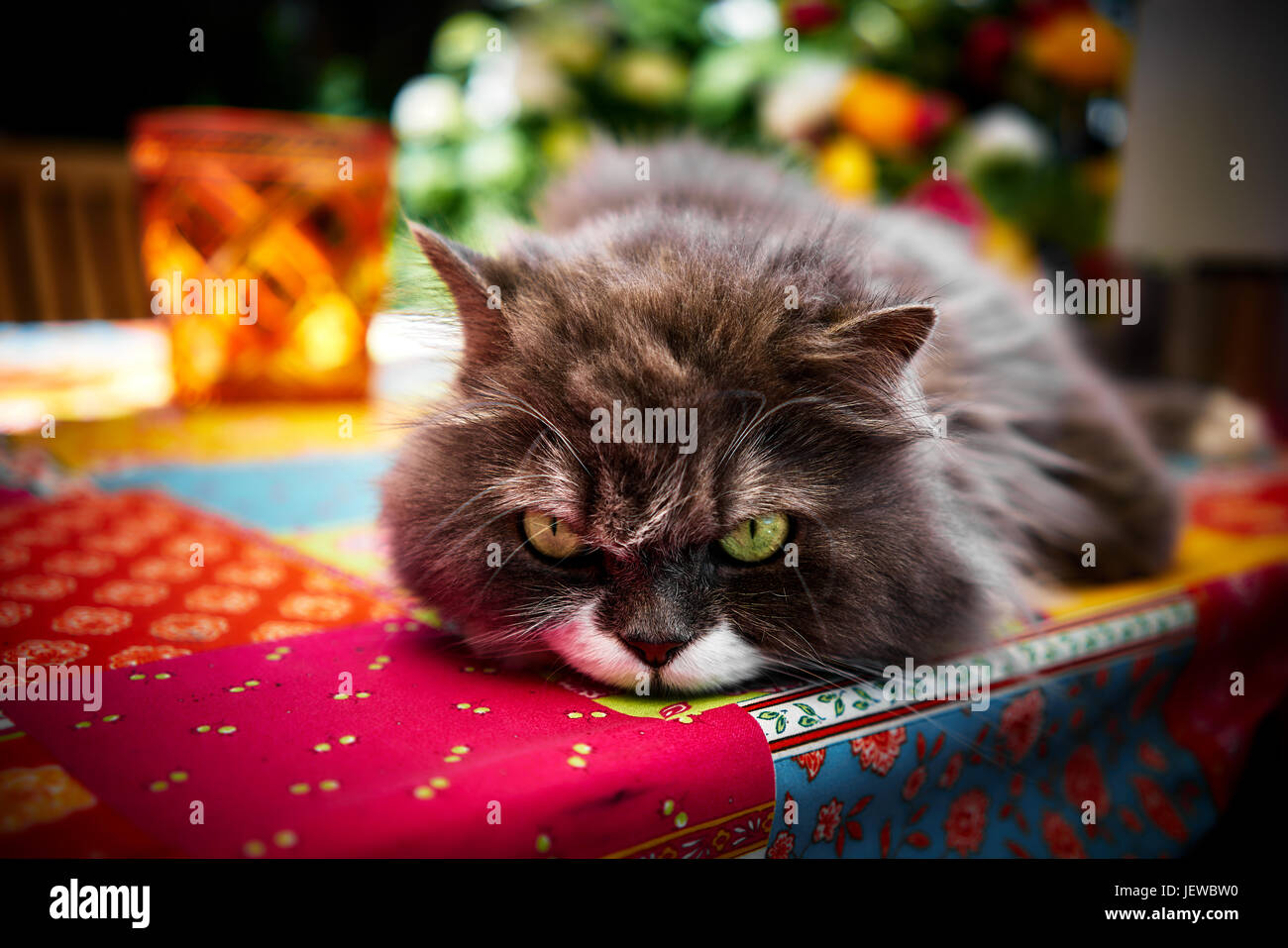 Portrait of grey perser cat in the garden looking into the camera with ...
