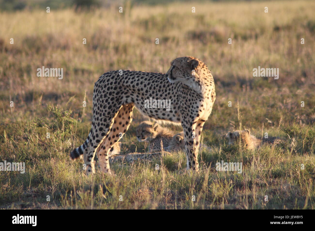 Cheetah, South Africa Stock Photo - Alamy