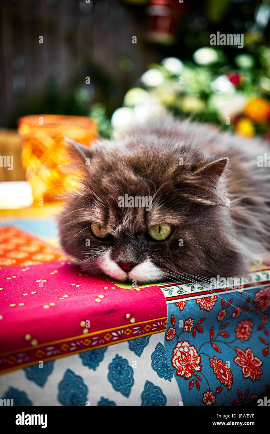 Portrait of grey perser cat in the garden looking into the camera with ...