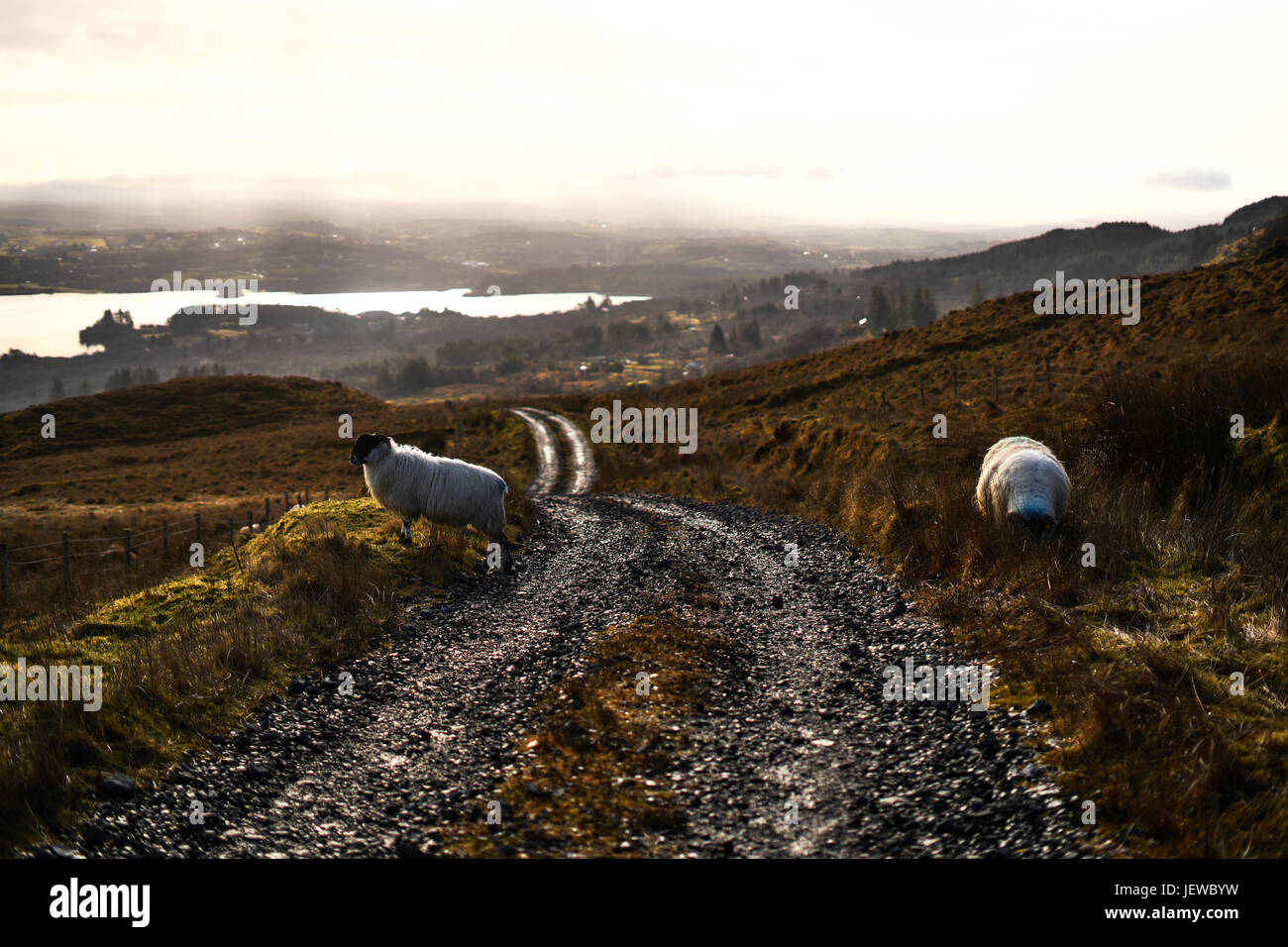 Sheep grazing on the green meadows and hills of Donegal Ireland with ...