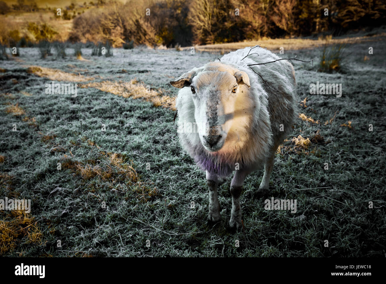 Portrait of a beautiful sheep in Donegal Ireland on frost-covered gras ...