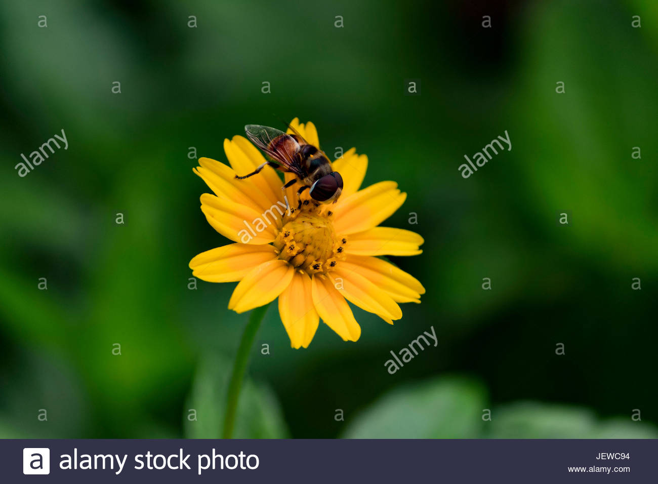 Kerala Insect Stock Photos & Kerala Insect Stock Images - Alamy