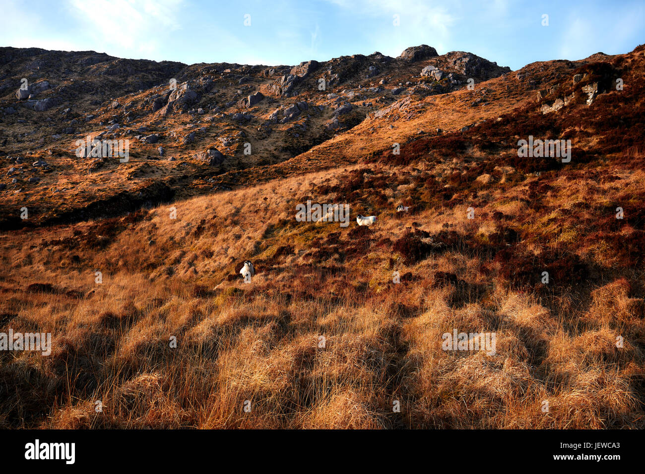 Sheep grazing on the green meadows and hills of Donegal Ireland with ...