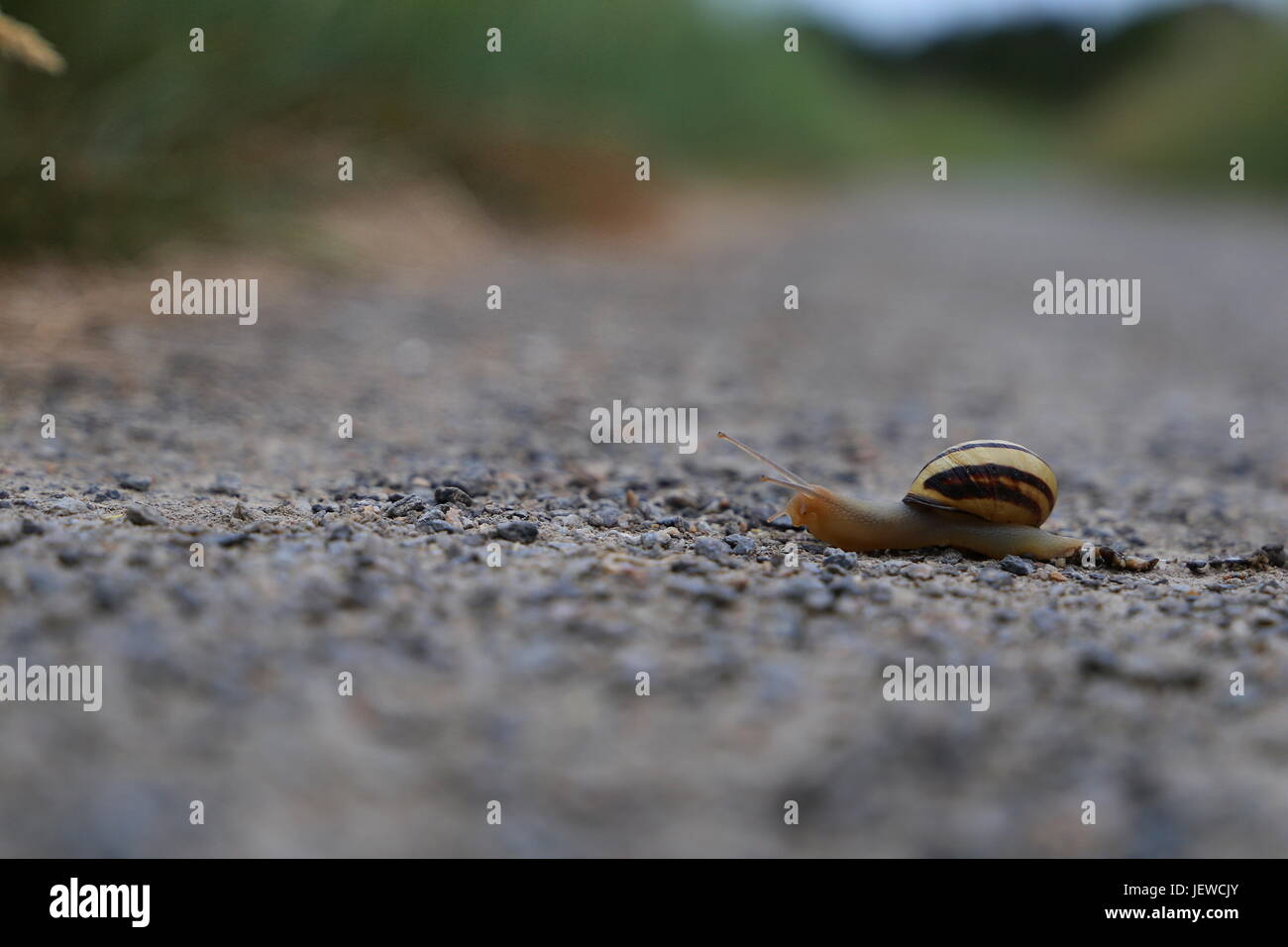 Animal pathway hi-res stock photography and images - Alamy