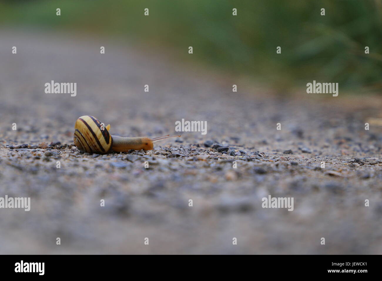 Snail in a shell crossing the pathway Stock Photo - Alamy