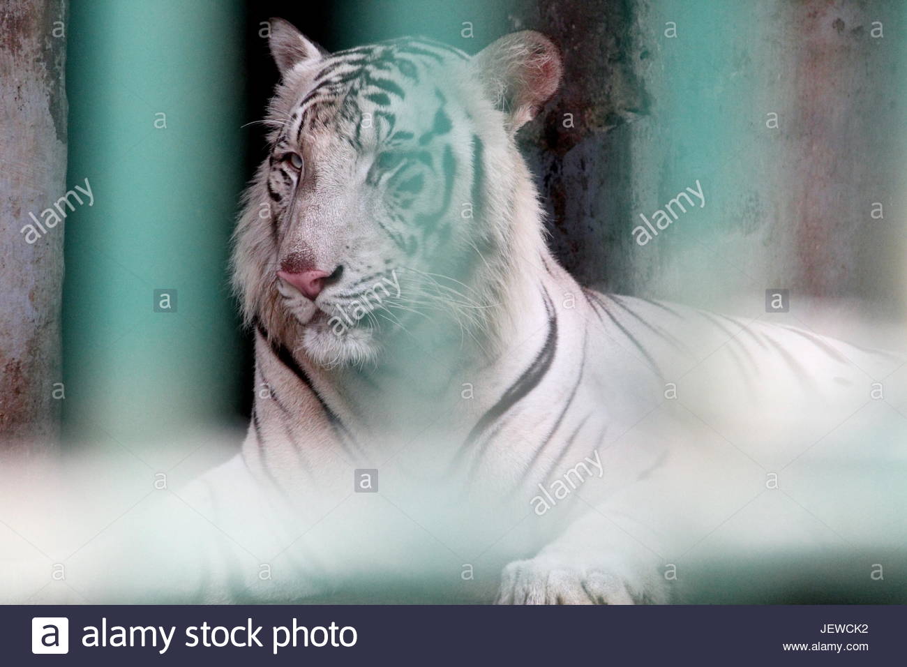 Tiger Inside Cage Stock Photos & Tiger Inside Cage Stock Images - Alamy