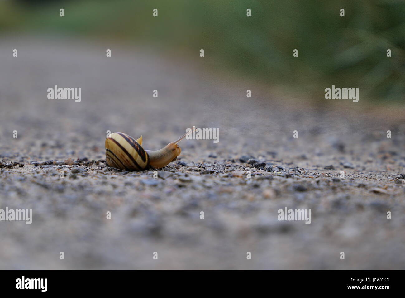 Snail in a shell crossing the pathway Stock Photo - Alamy