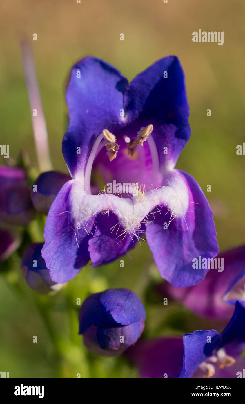 Penstemon flower border hi-res stock photography and images - Alamy