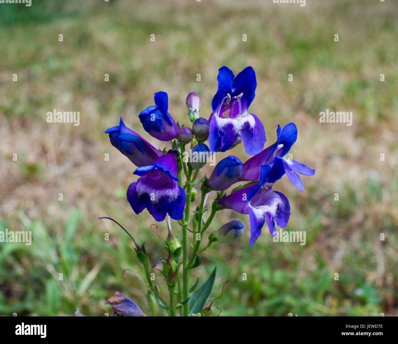 Penstemon flower hi-res stock photography and images - Alamy