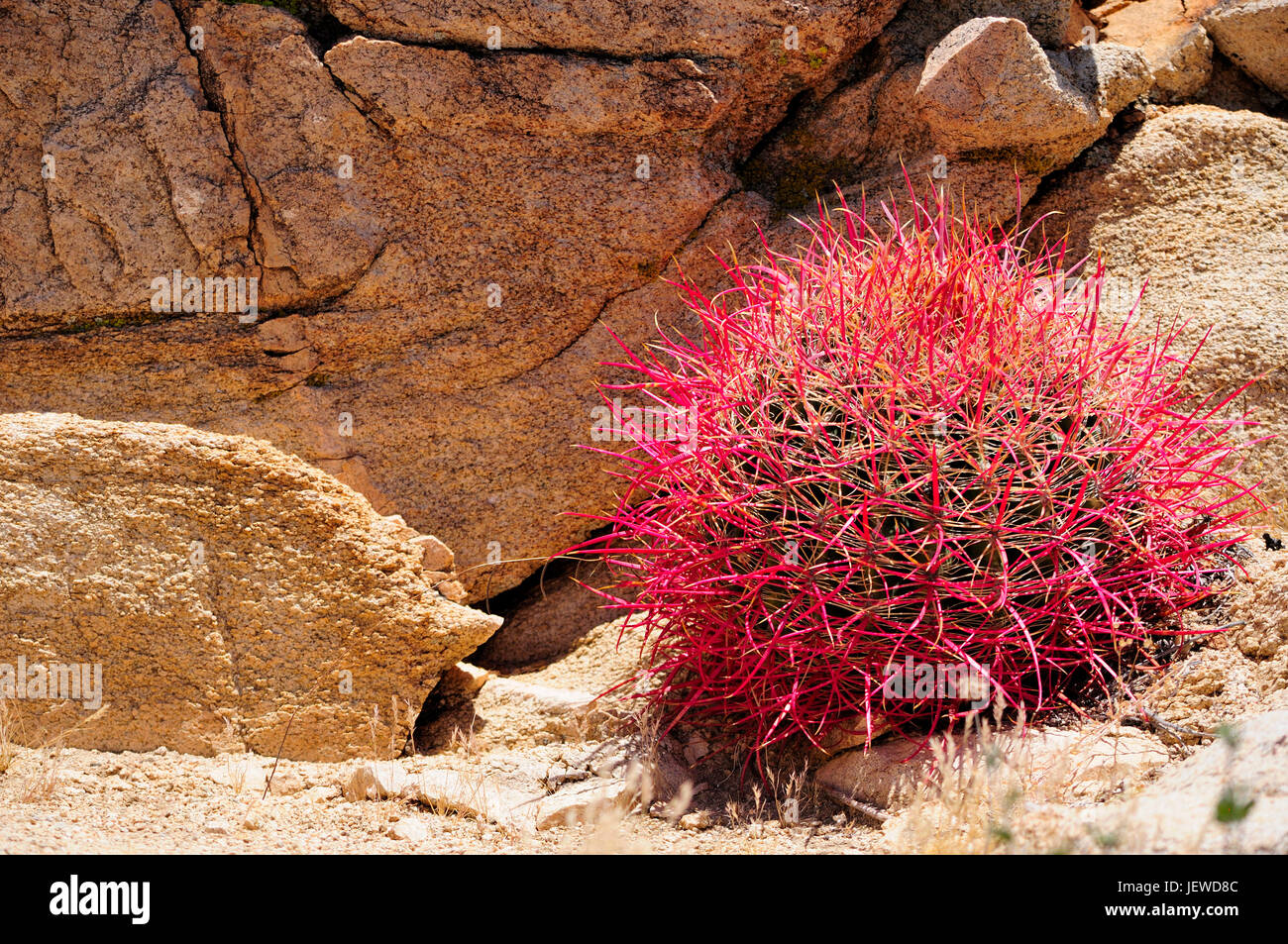 Ferocactus cylindraceus, California barrel cactus producing new red ...