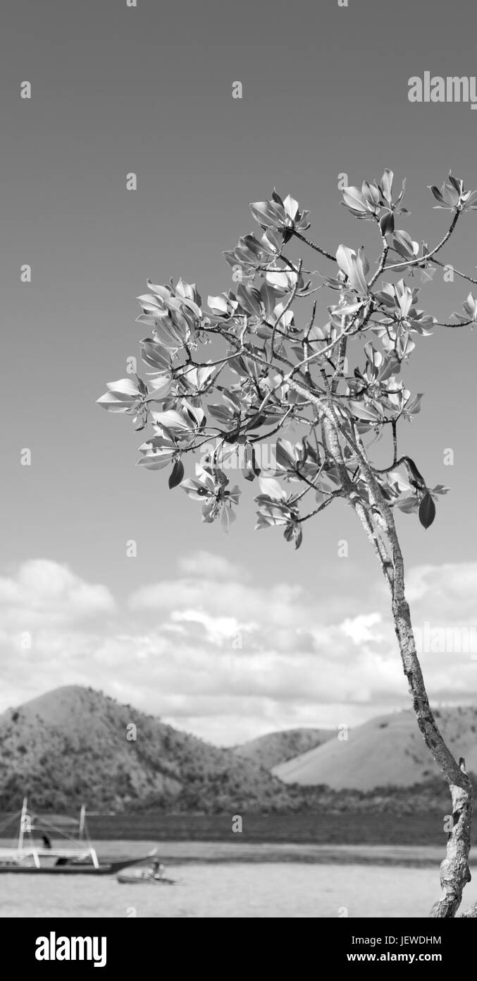 Philippines palawan tree roots Black and White Stock Photos & Images ...