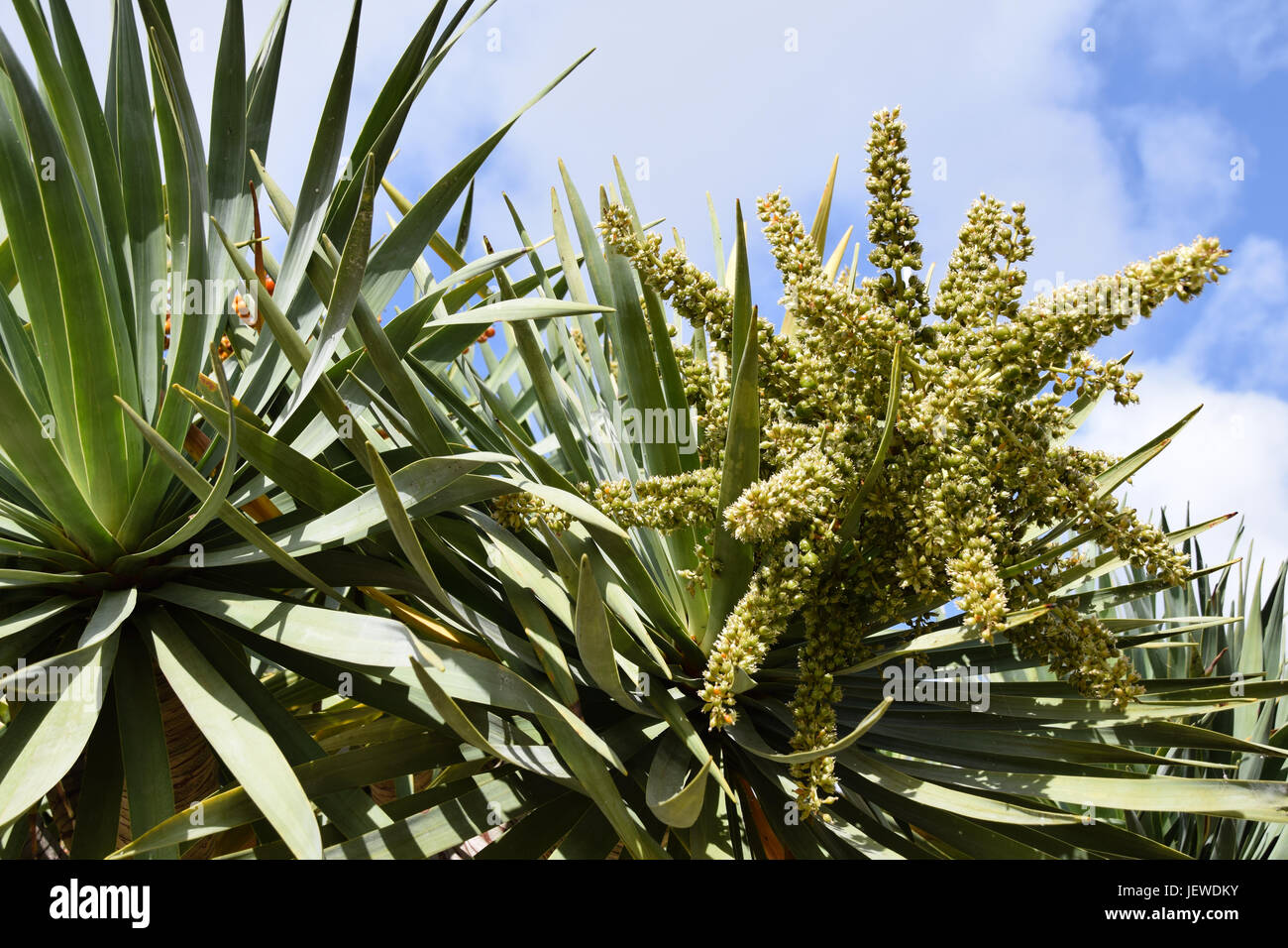 Dracaena cinnabari fruit hi-res stock photography and images - Alamy