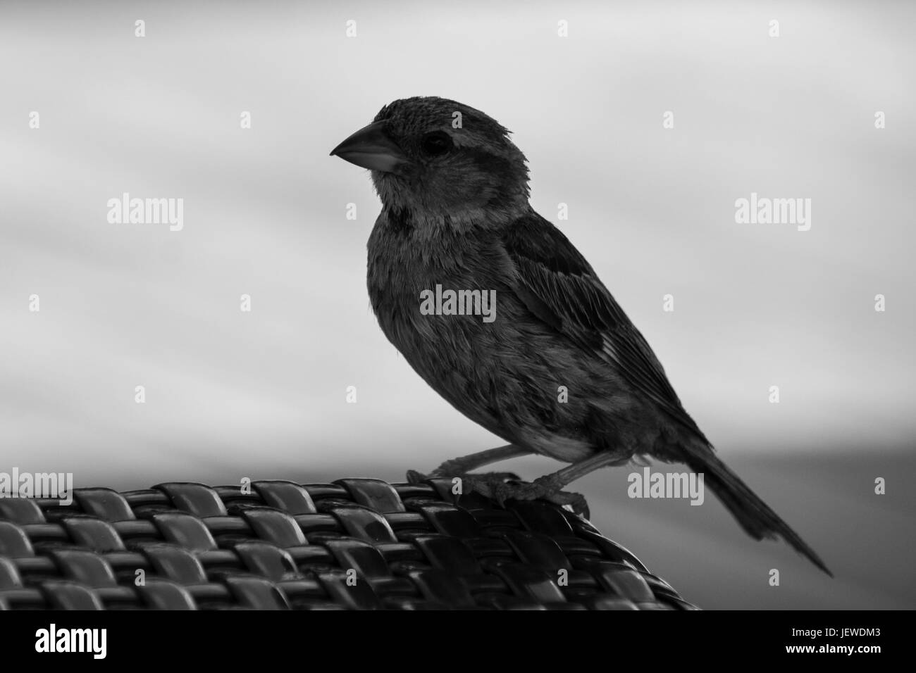 Young sparrow Black and White Stock Photos & Images - Alamy