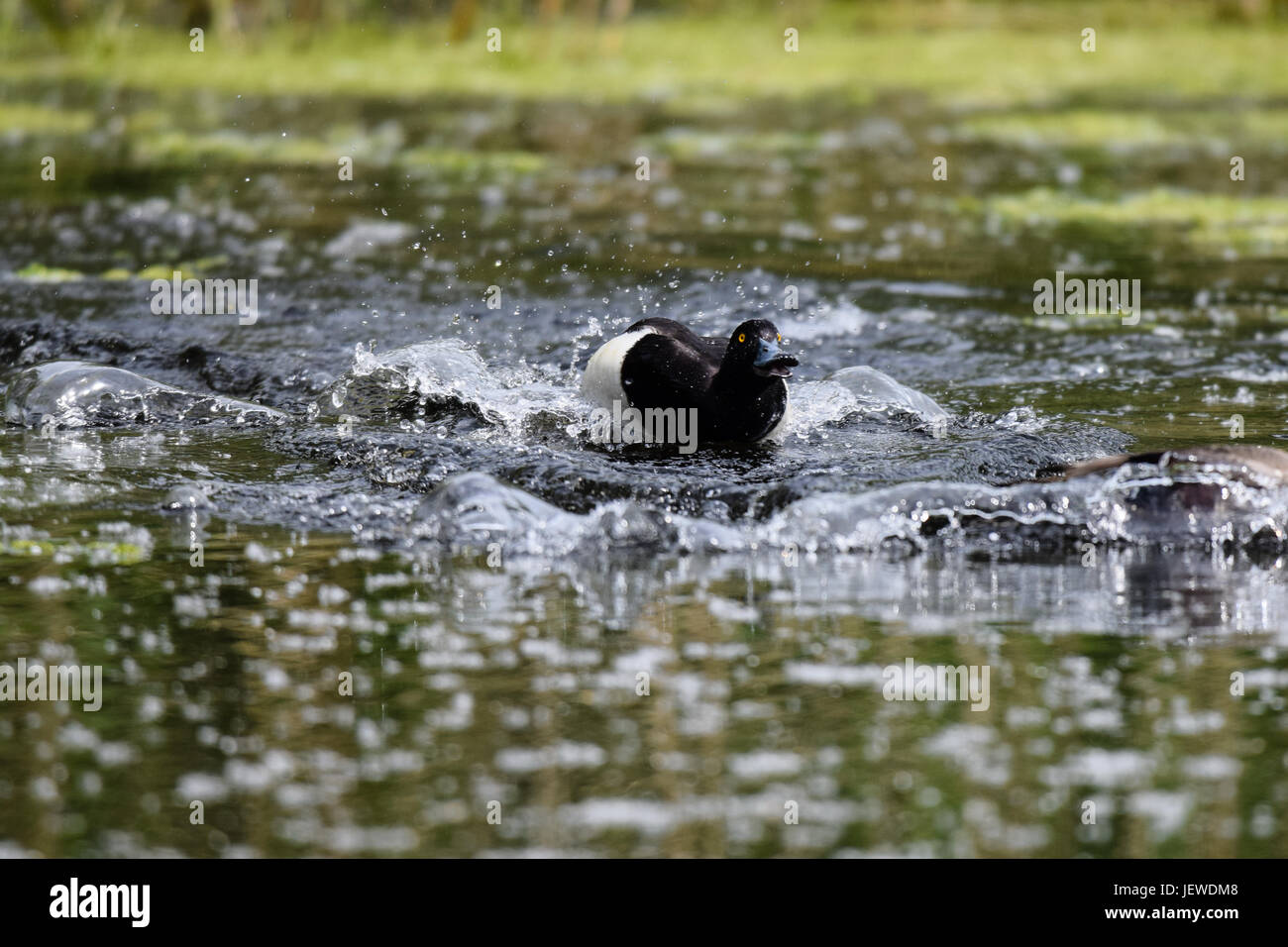 Aggressive Duck High Resolution Stock Photography and Images - Alamy