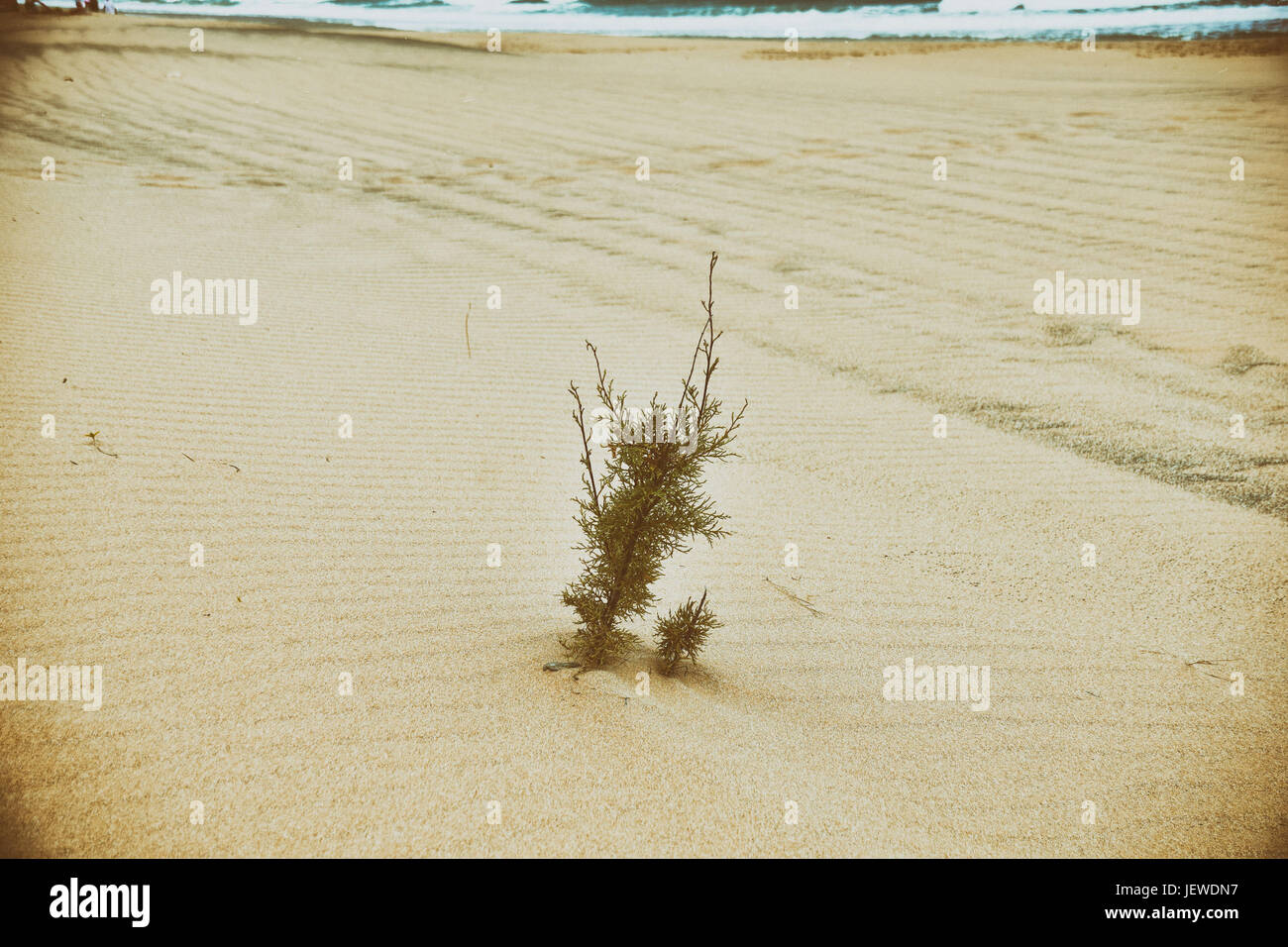 Single plant growing in desolate arid environment of sand dunes Stock ...