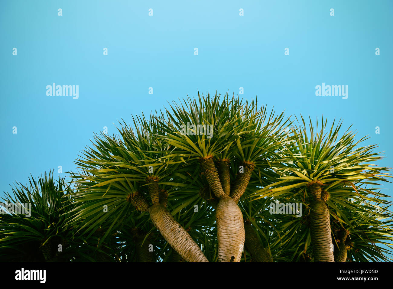 Low angle view of Dragon Tree in Porto Santo, Madeira Portugal Stock ...