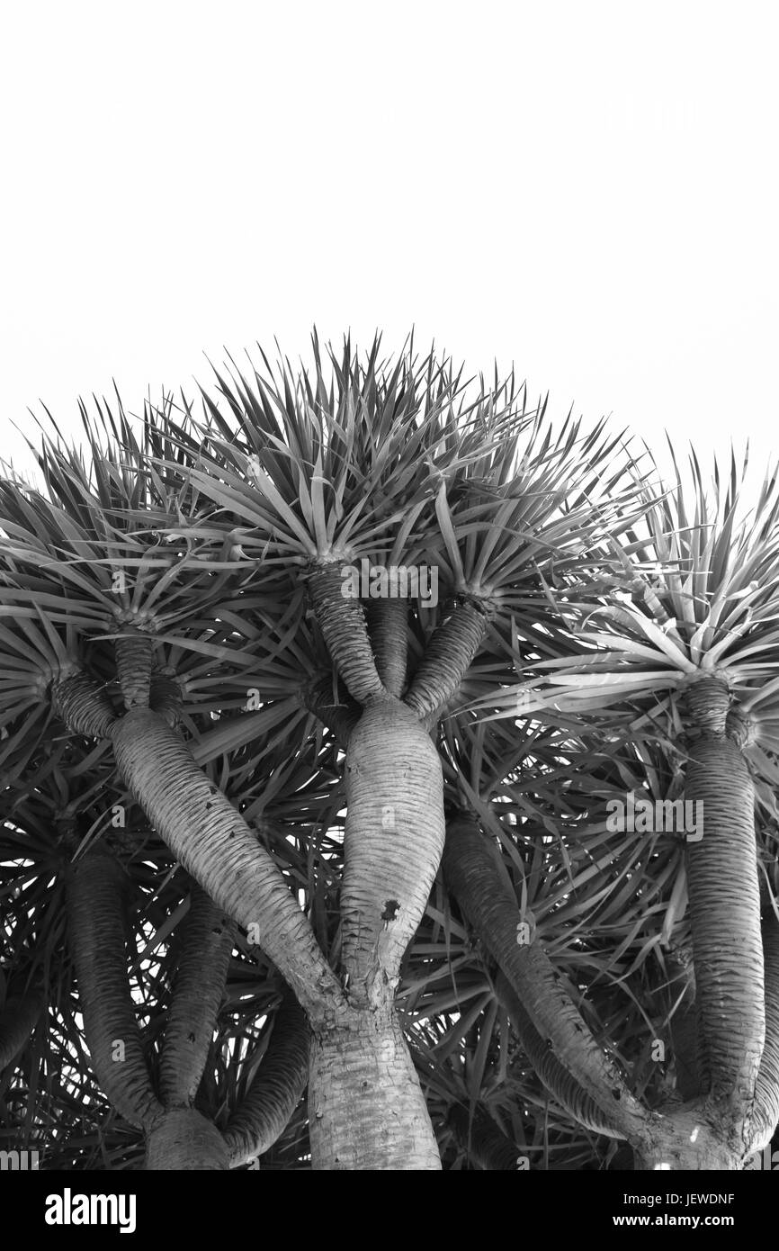 Dragon blood tree Black and White Stock Photos & Images - Alamy