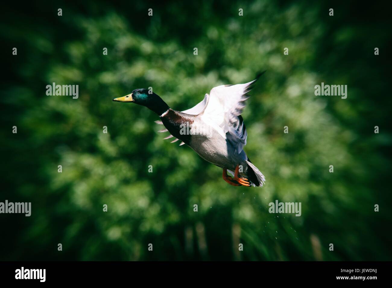 Drake male mallard duck in flight Stock Photo - Alamy