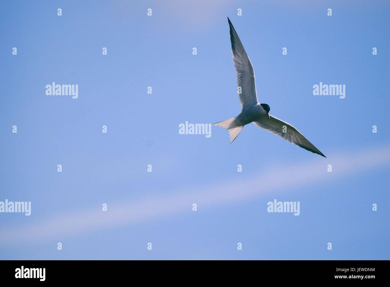 Common tern with wings out hi-res stock photography and images - Alamy