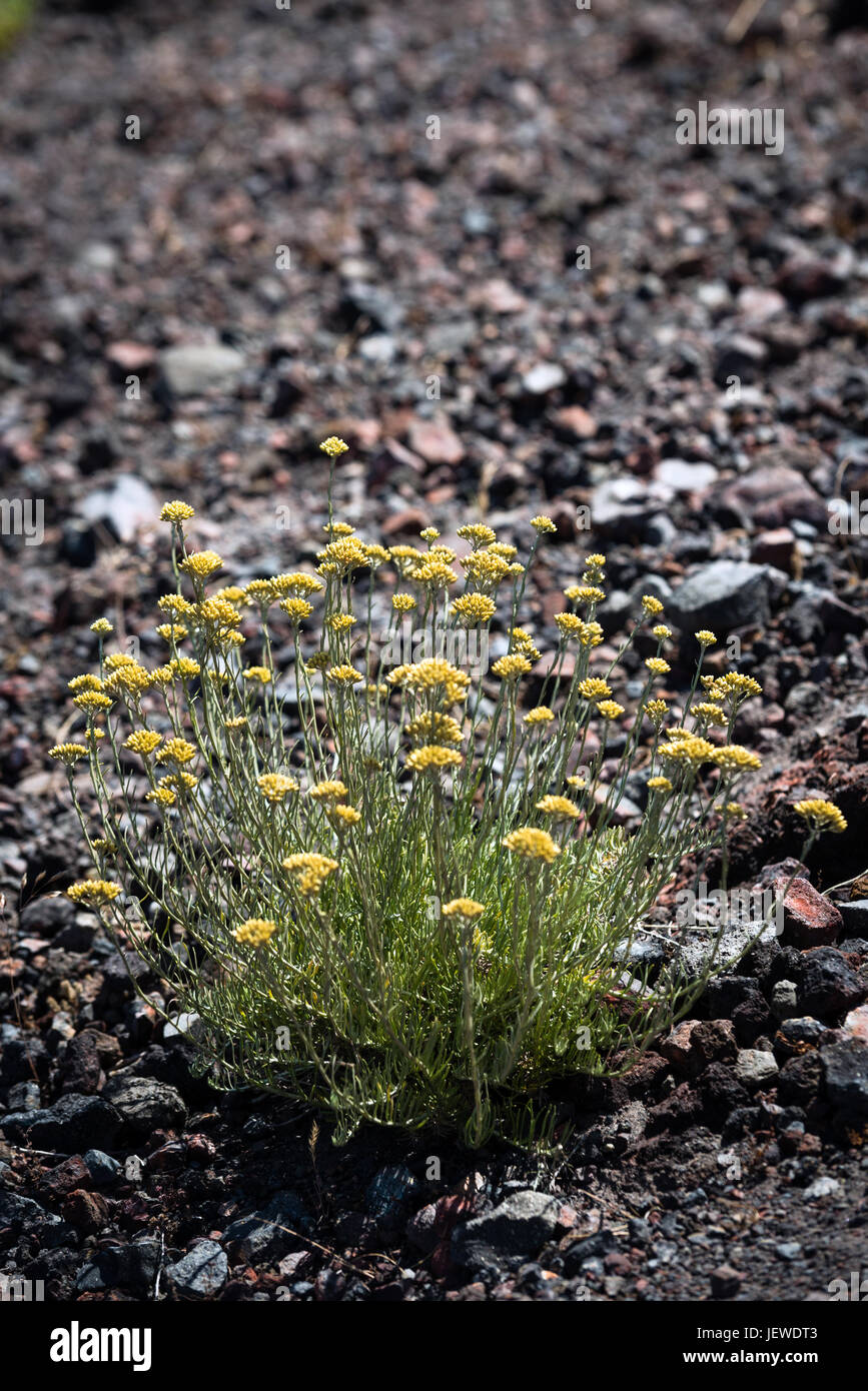 Santorini island flora hi-res stock photography and images - Alamy